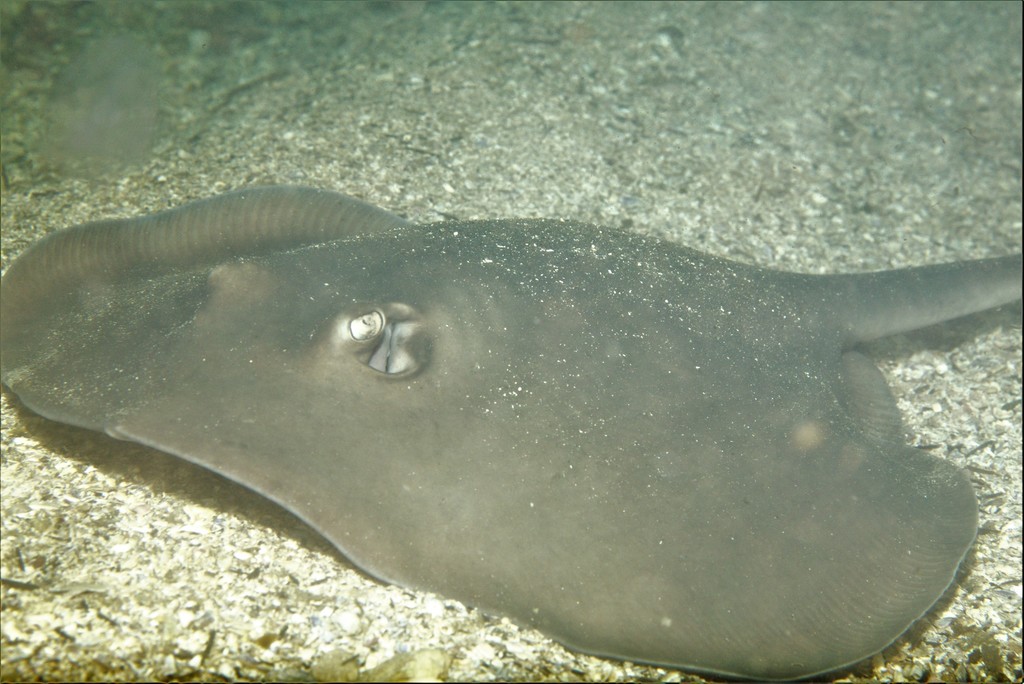 Common Stingaree from Sydney NSW, Australia on December 4, 2021 at 09: ...