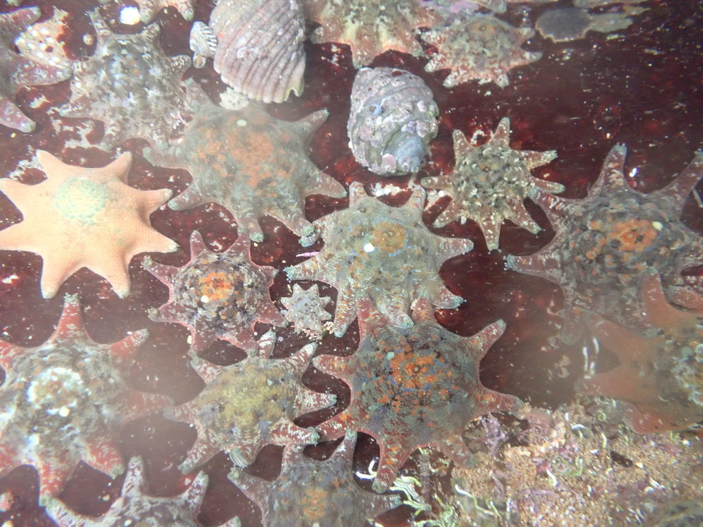 Carpet Sea Star from Winnie Bay, Copacabana NSW, Australia on December ...