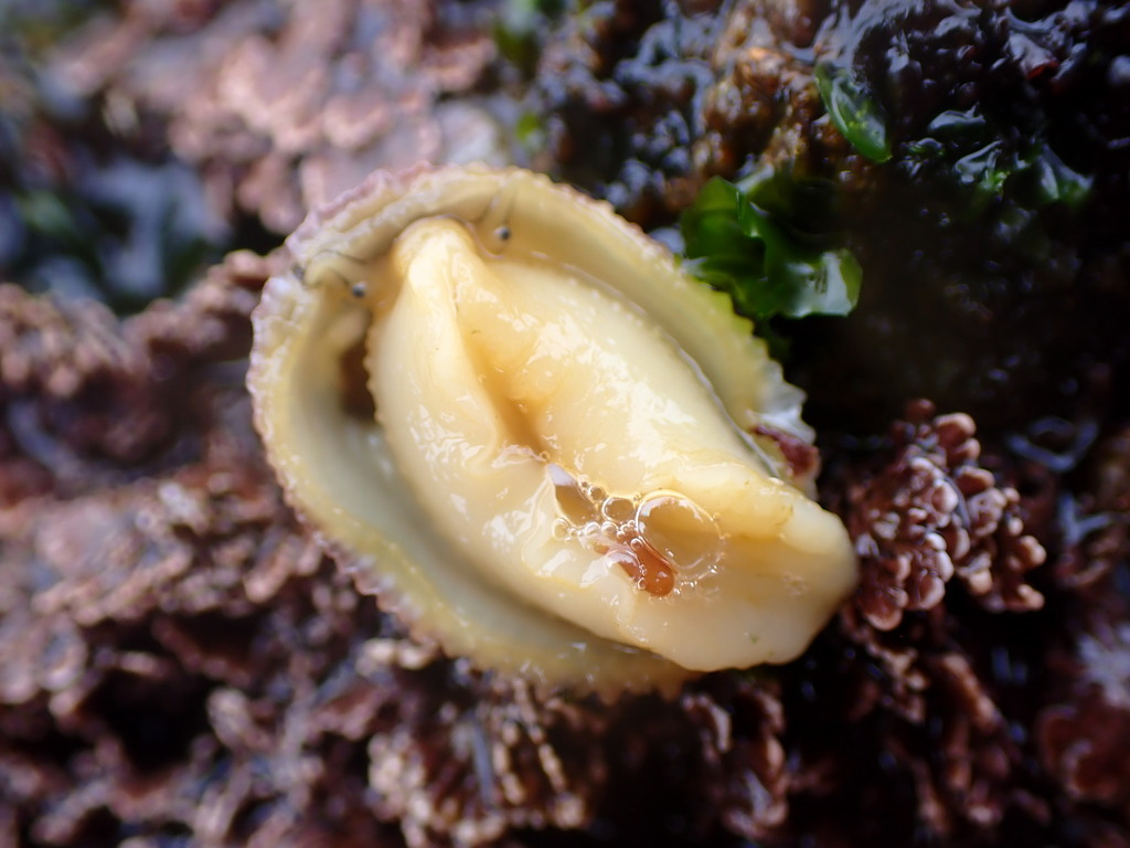 Cap-shaped False Limpet from Winnie Bay, Copacabana NSW, Australia on ...