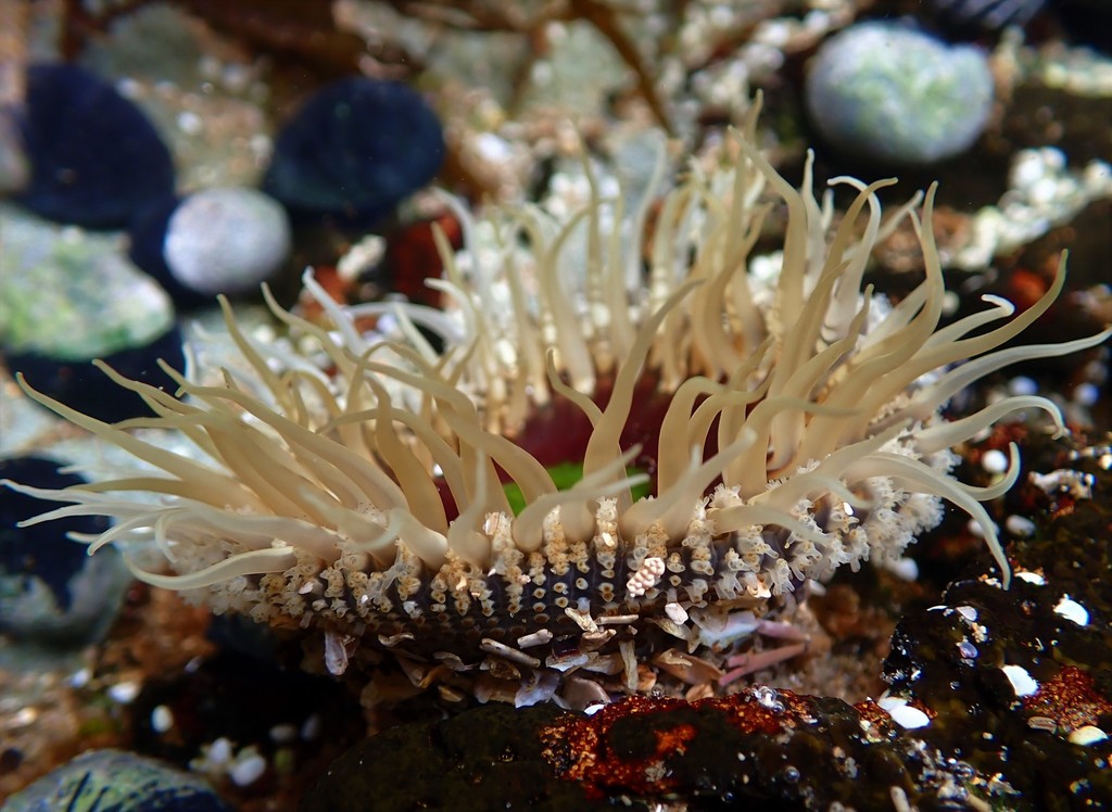 Speckled rock anemone from Winnie Bay, Copacabana NSW, Australia on ...