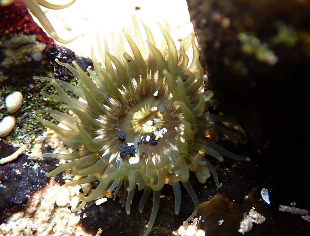 Green snakelock anemone from Winnie Bay, Copacabana NSW, Australia on ...