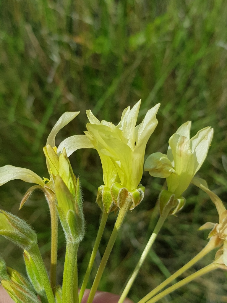 Lurid Storksbill from Klipriviersberg Z on December 03, 2021 at 10:16 ...