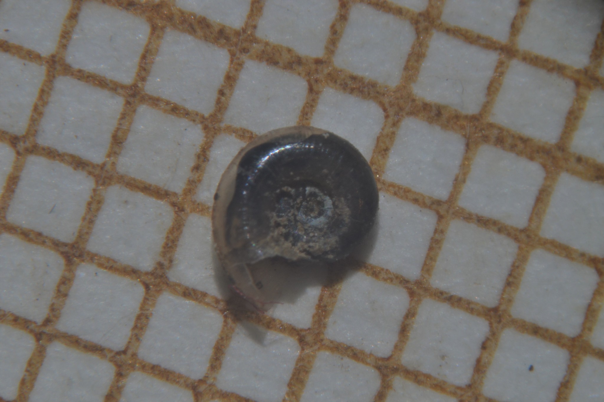 Valvata cristata O.F.Müller, 1774