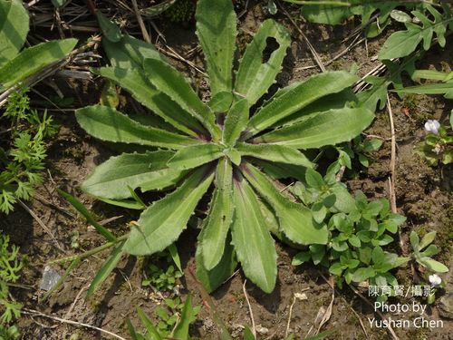 dwarf plantain (Farmerville meadow) · iNaturalist