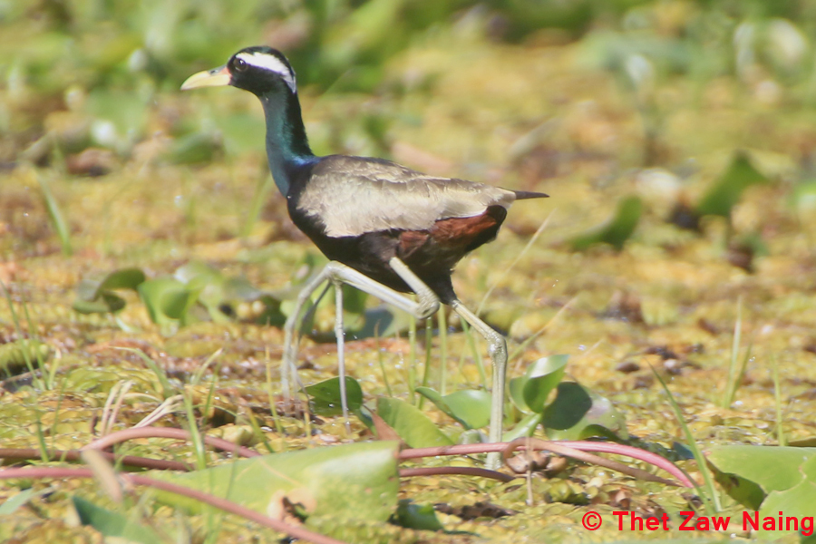 Bronze-winged Jacana (Birds of Myanmar (Burma)) · iNaturalist