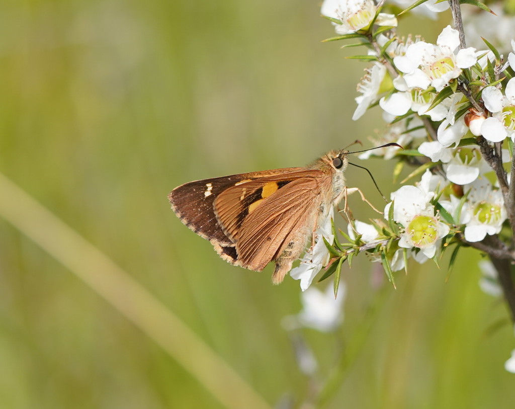 Flame Sedge-skipper from Cann River VIC 3890, Australia on November 28 ...