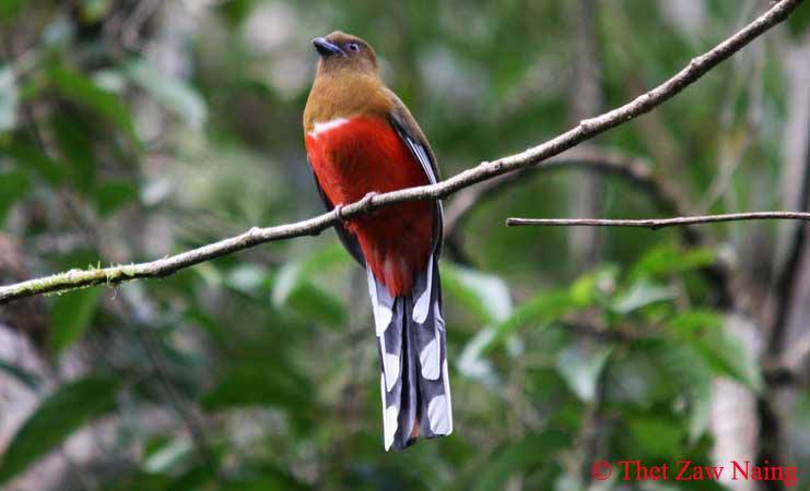 Red-headed Trogon (Birds of Myanmar (Burma)) · iNaturalist