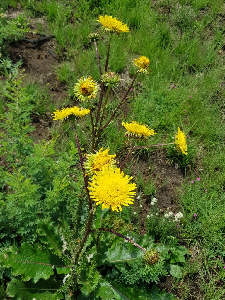 Rasp African Thistle (Berkheya radula) - Botanical Realm