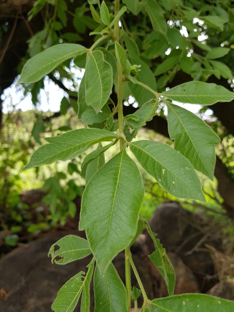 Common Wild Currant from Klipriviersberg Z on December 3, 2021 at 11:04 ...