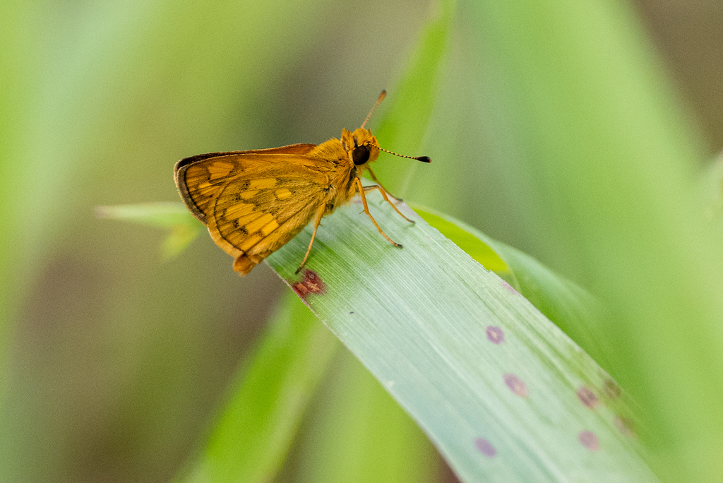 Veined Grass Dart from Sorsogon City, Sorsogon, Philippines on December ...