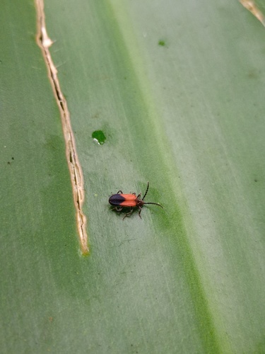 Ischalia basalis · iNaturalist
