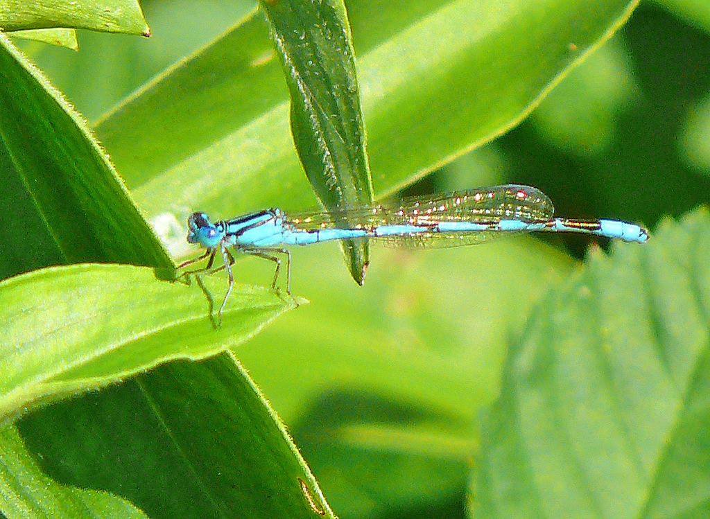 Big Bluet (Dragonflies and Damselflies of Alabama) · iNaturalist