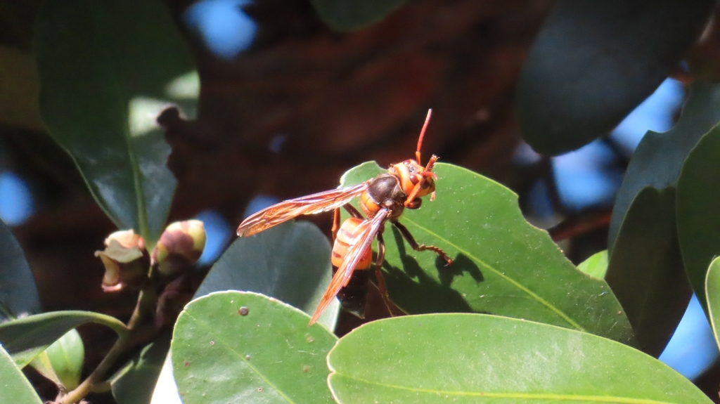 Southern Giant Hornet from Tai Tong on December 3, 2021 at 01:58 PM by ...