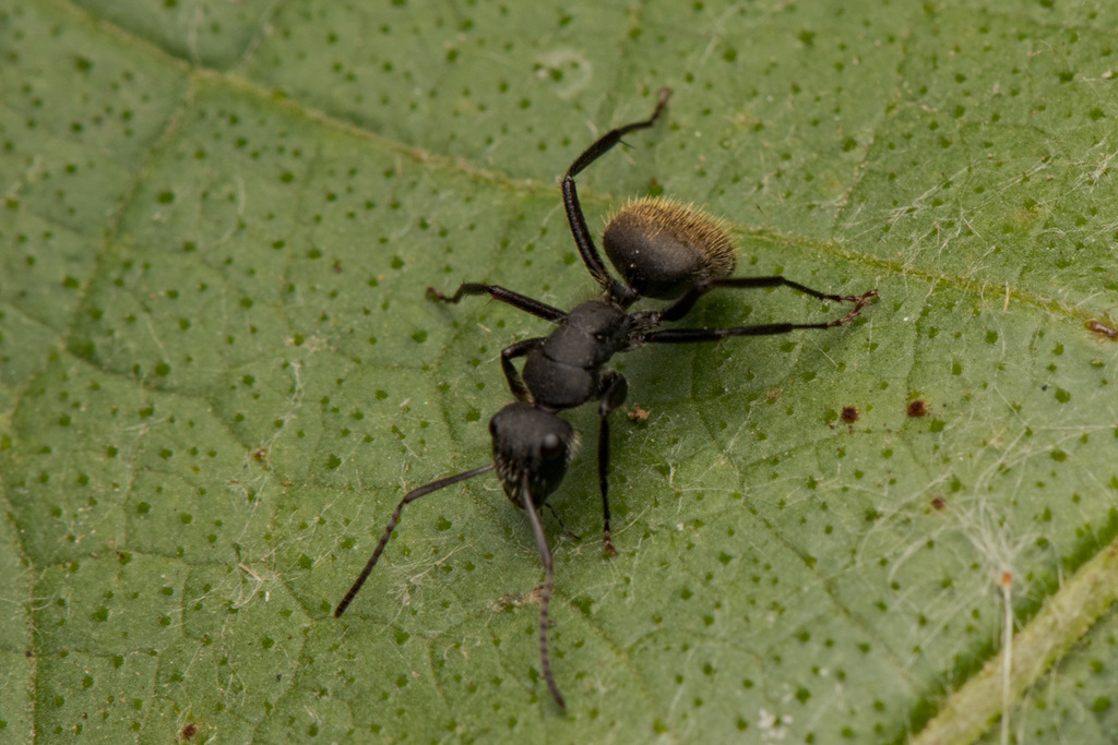Camponotus mus from Camino de la Ribera 480, B1641 Acassuso, Buenos ...