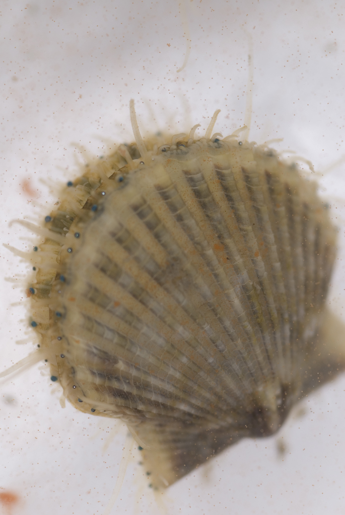 Atlantic bay scallop (Marine Shells of Fort Pickens, Gulf Islands ...