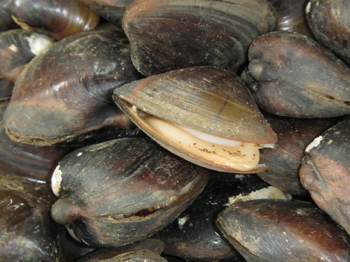 Galatea schwabi · NaturaLista Colombia