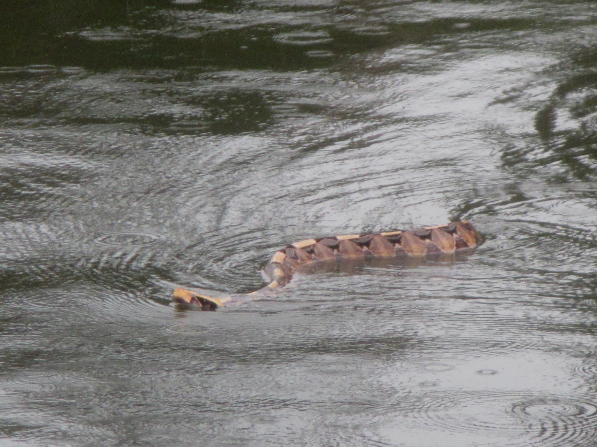 10 Facts About The Gaboon Adder – Snake Radar