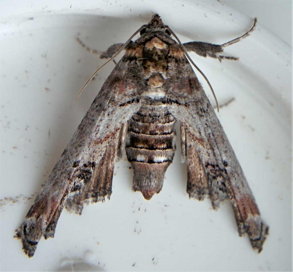 Dark Marathyssa Moth (Notodontidae, Euteliidae, Nolidae of the United ...