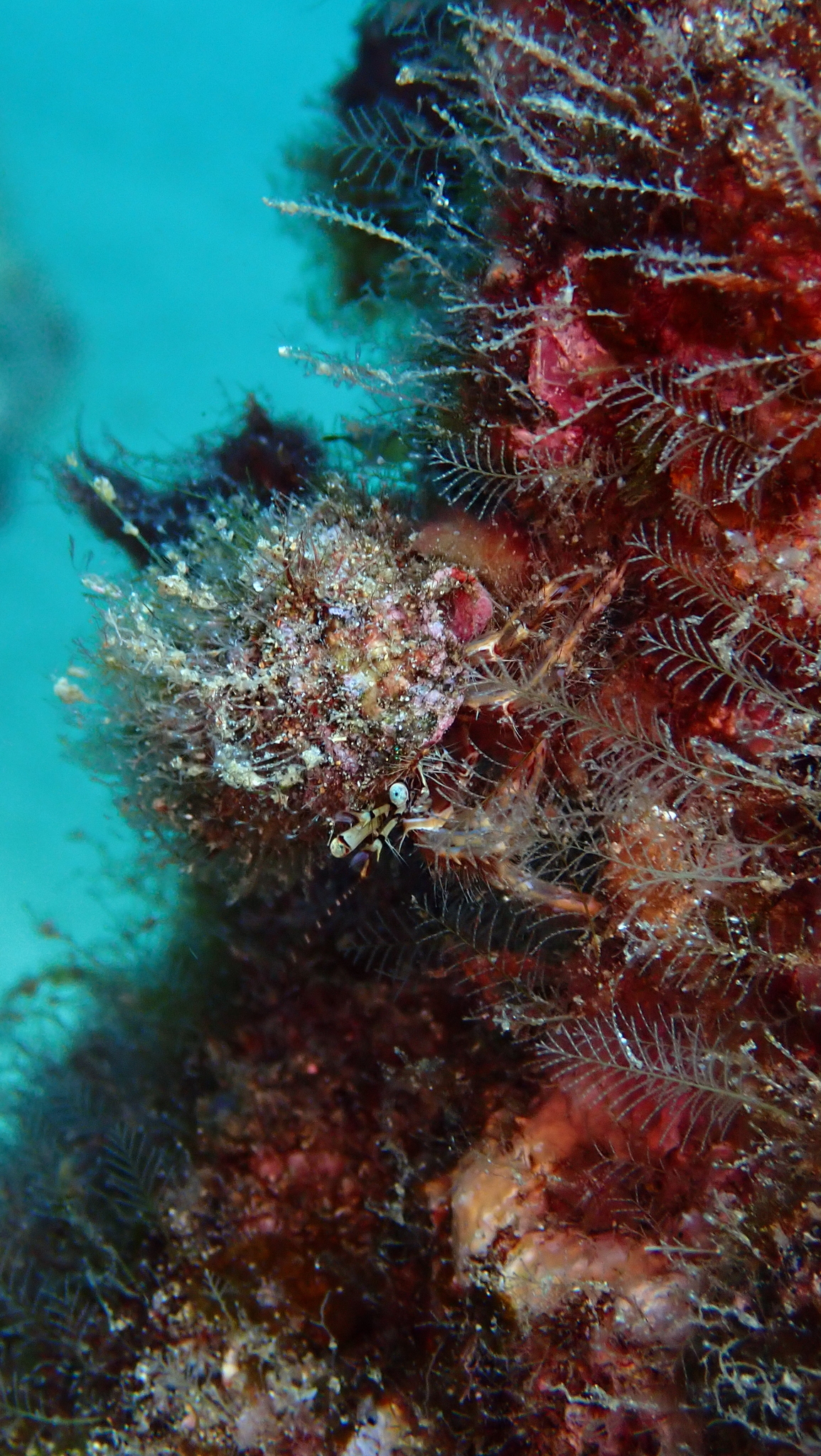 Aglaophenia pluma (Linnaeus, 1758)