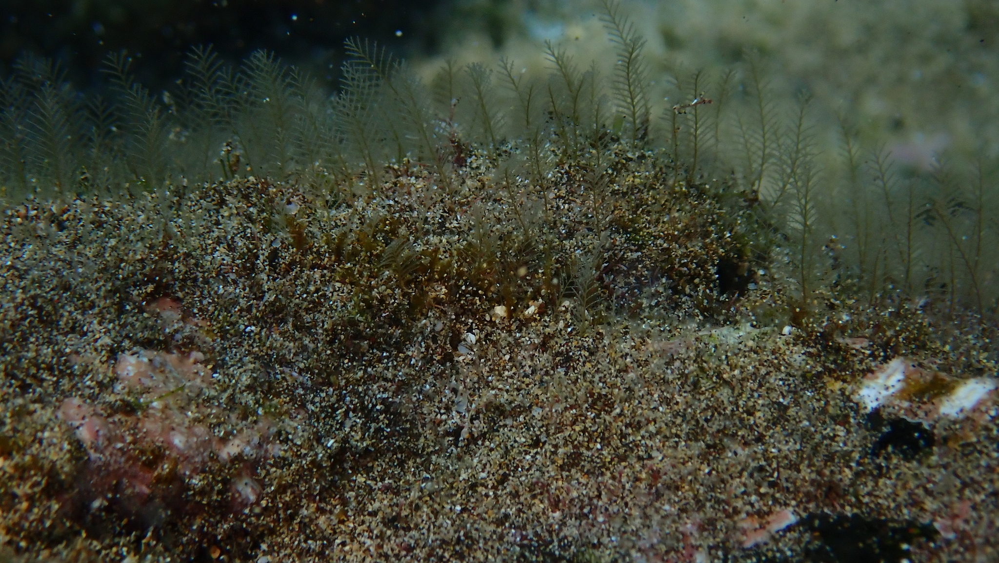 Aglaophenia pluma (Linnaeus, 1758)