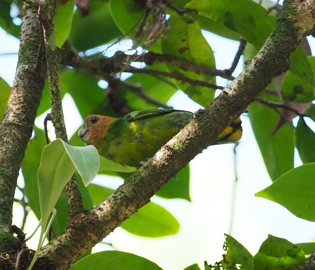 Buff-faced Pygmy-Parrot (Micropsitta pusio) - Avian Discovery