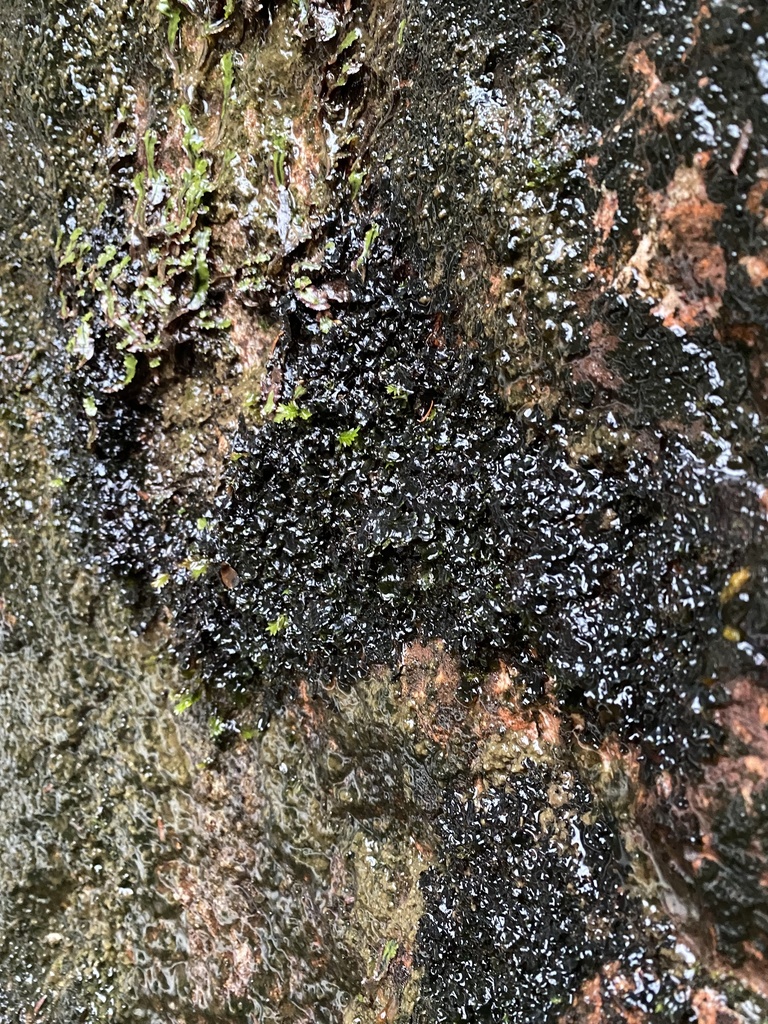 Large-spored Pellia (Apopellia megaspora) - Botanical Realm