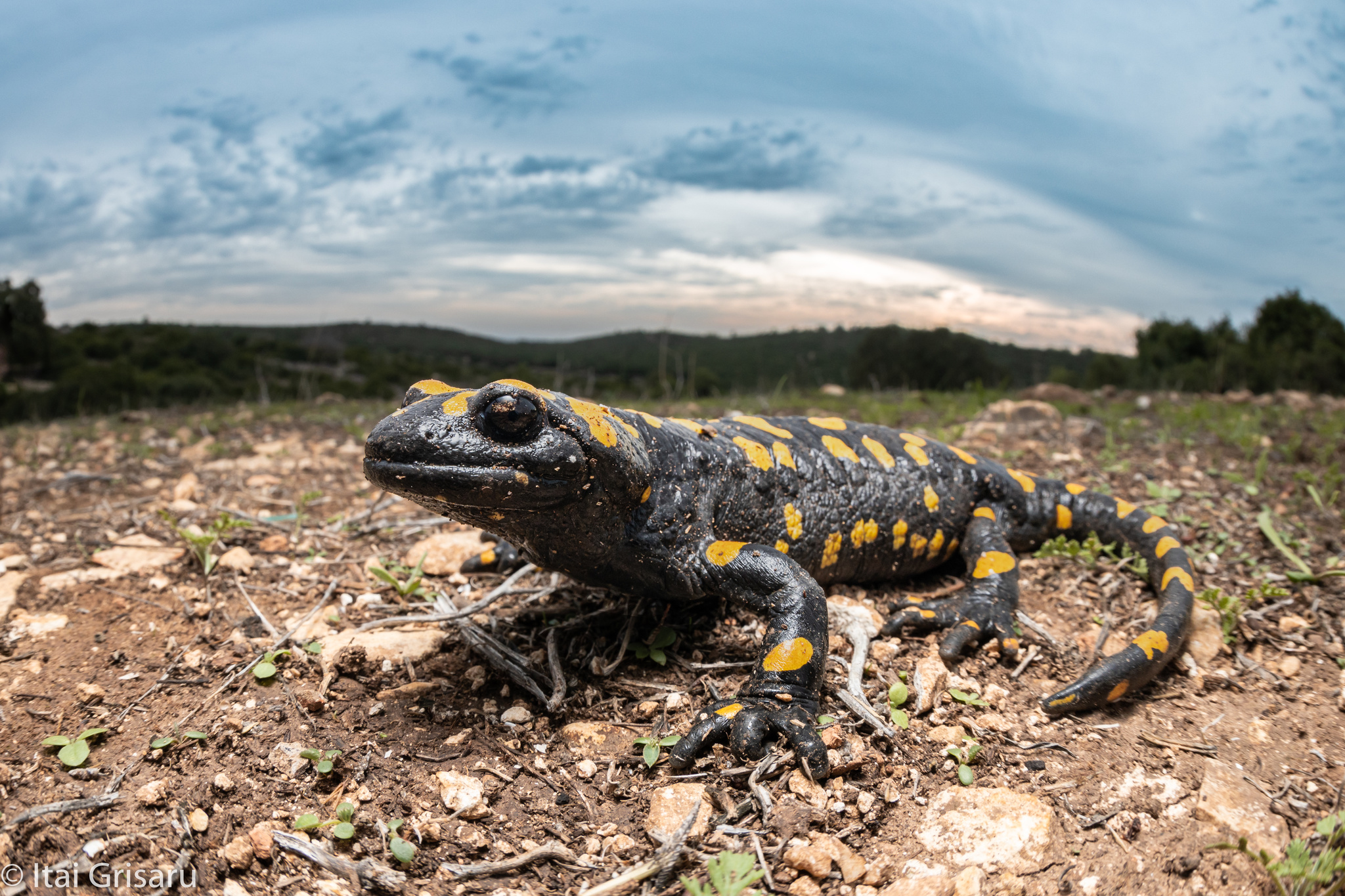 Salamandra infraimmaculata Martens, 1885