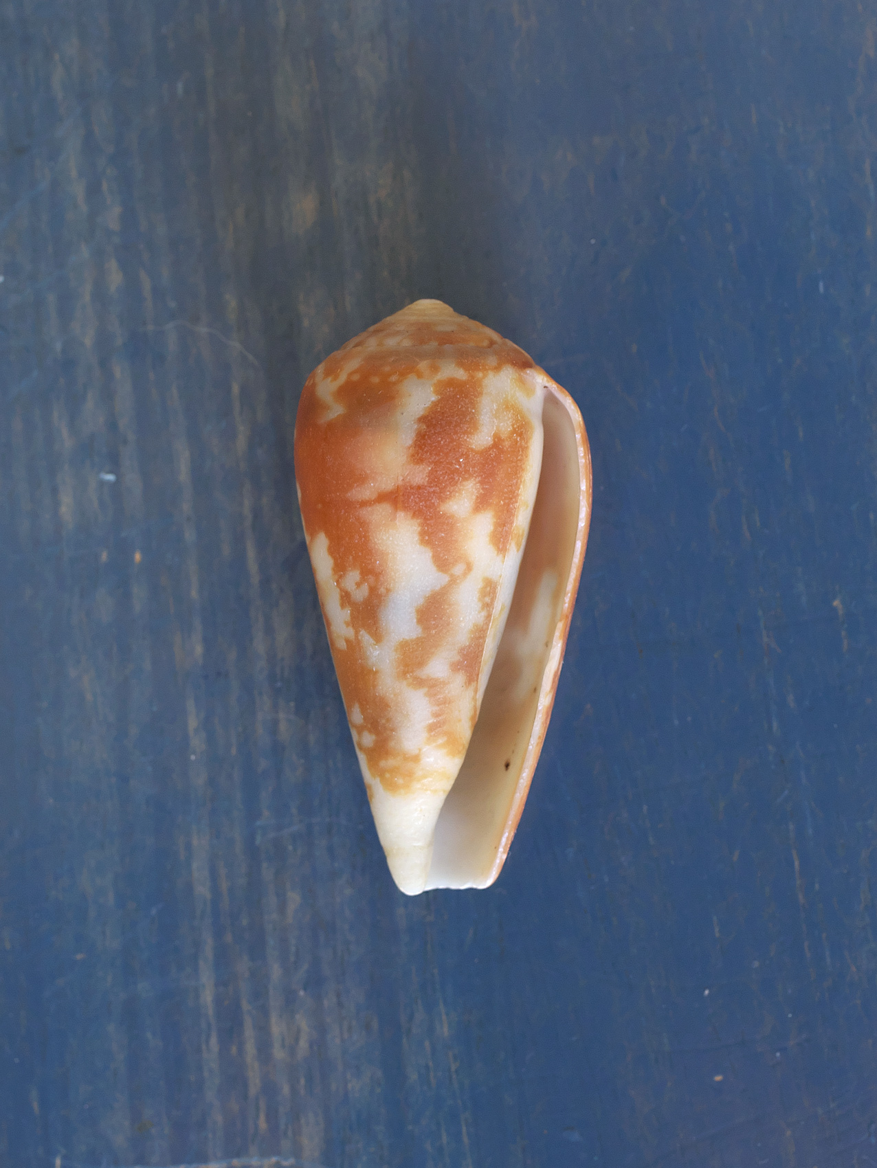 Conus fulmen Reeve, 1843