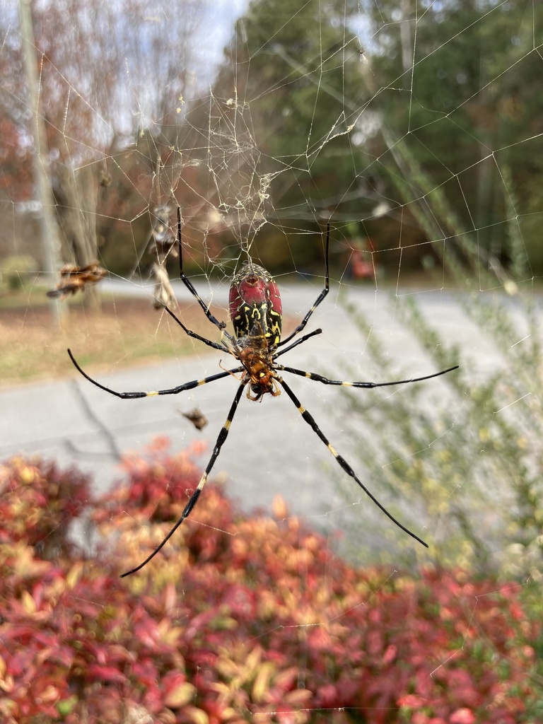 Joro Spider from Wakefield Trace, Athens, GA, US on December 4, 2021 at ...
