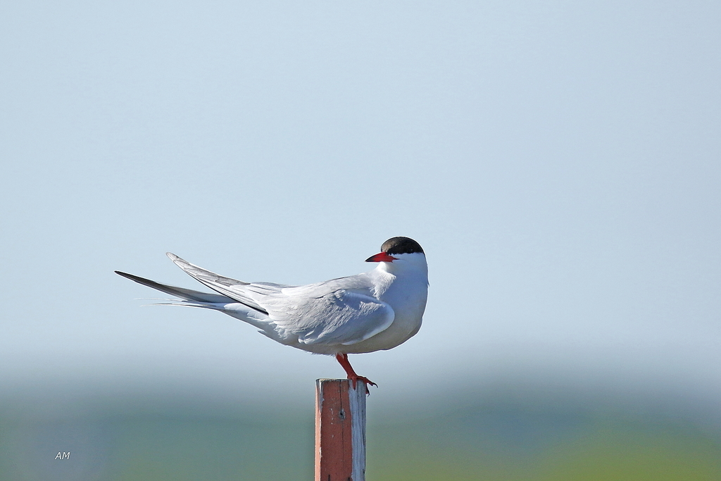 Common Tern from Québec, Canada on June 04, 2019 at 01:17 PM by Alain ...