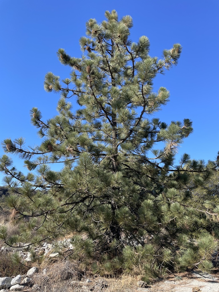 Coulter pine from San Bernardino National Forest, Banning, CA, US on ...