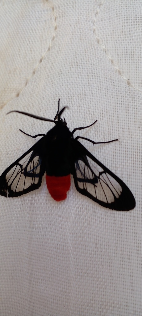 Dasysphinx torquata (Mariposas da Tribo Arctiini ocorrentes no estado ...