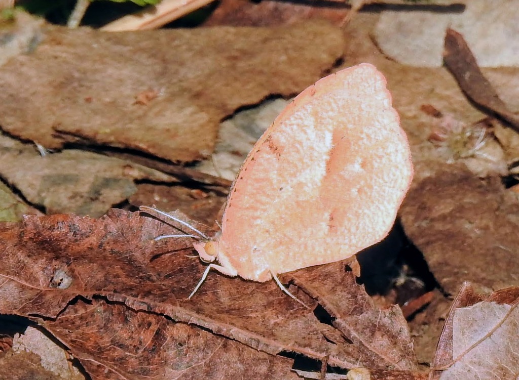 Sleepy Orange from Greenbelt, MD, USA on December 04, 2021 at 12:09 PM ...