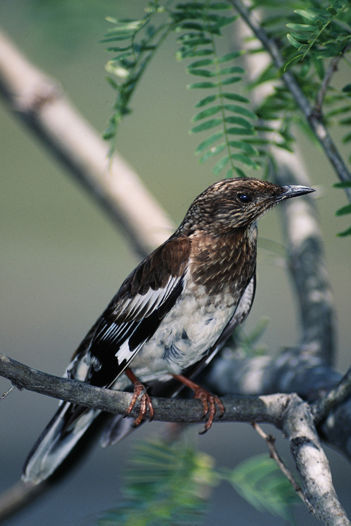 Aztec Thrush from Padre Island, Corpus Christi, TX, USA on May 18, 1996 ...
