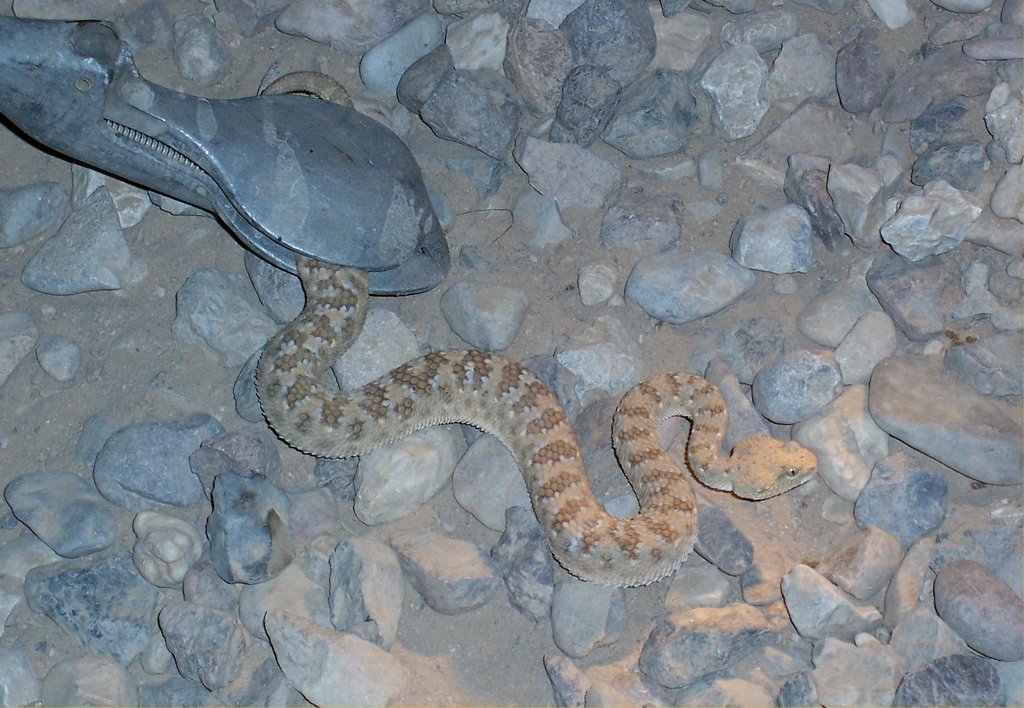 Horned Vipers (Cerastes) - Snakes and Lizards