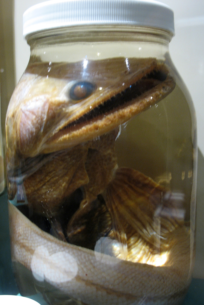 Deepsea Lizardfish (Bathysaurus ferox) - Marine Life Identification