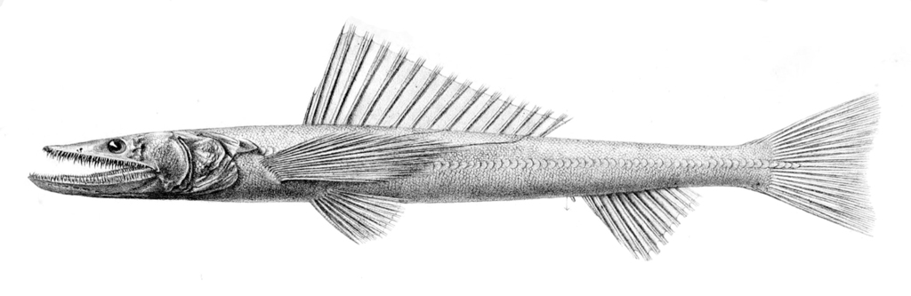 Deepsea Lizardfish (Bathysaurus ferox) - Marine Life Identification