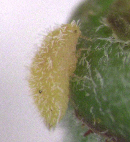 Eriococcus pohutukawa · iNaturalist