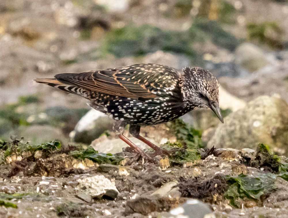European Starling from Alki, Seattle, WA 98116, USA on September 04 ...