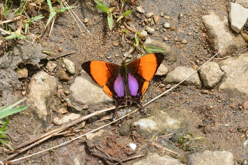 STRI Research Portal Detailed Collection Record Information