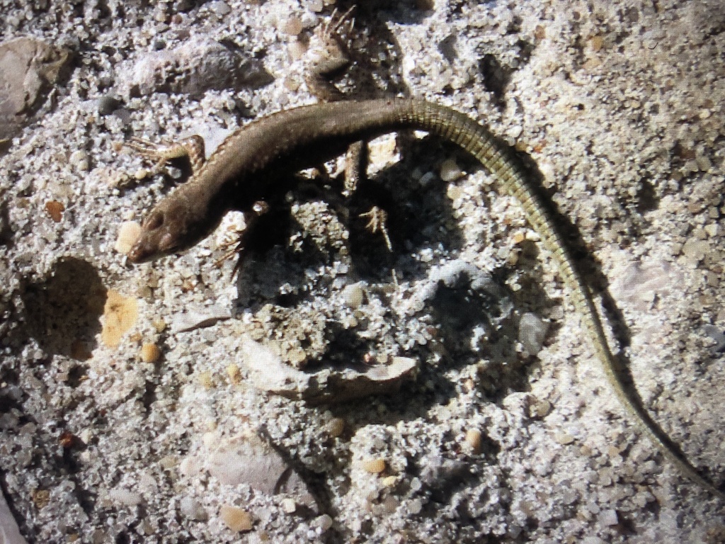 Italian Wall Lizard from Hollywood Ave, Somerset, NJ, US on November 11 ...