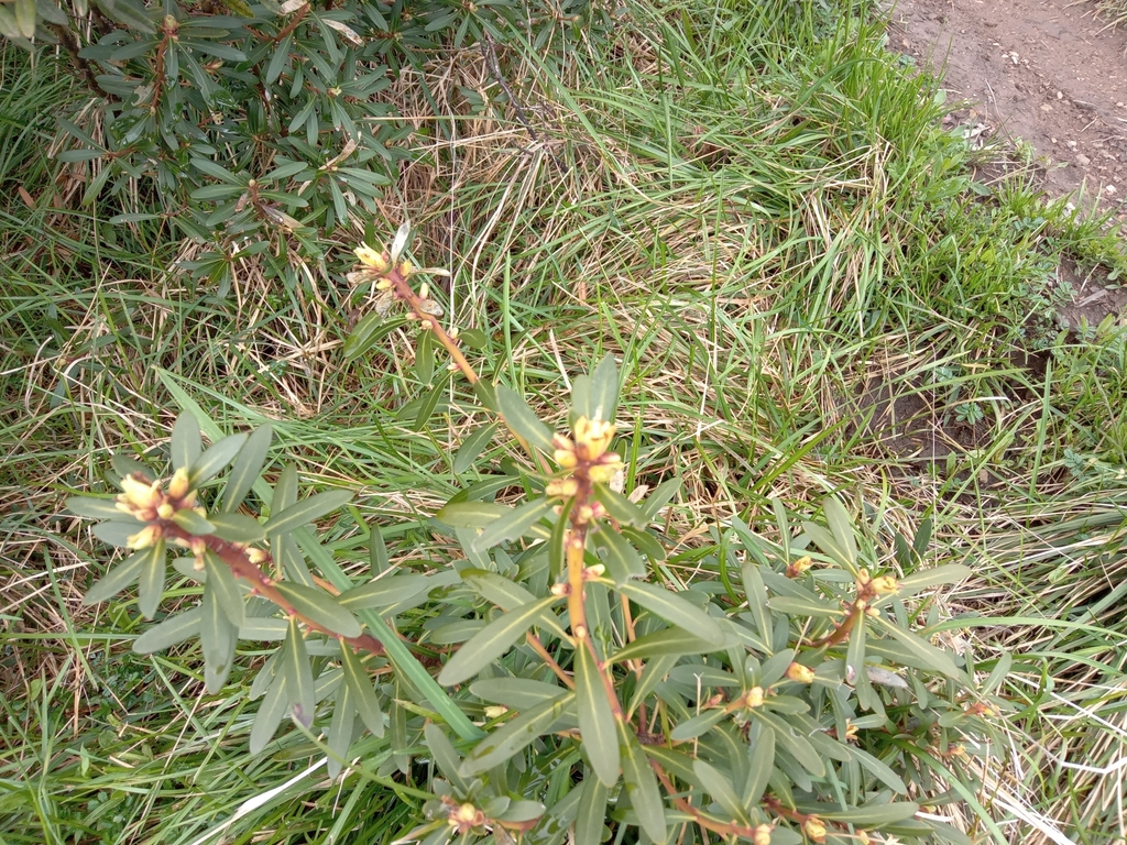 alpine pepperbush from Hotham Heights 3741, Hotham Heights VIC 3741 ...