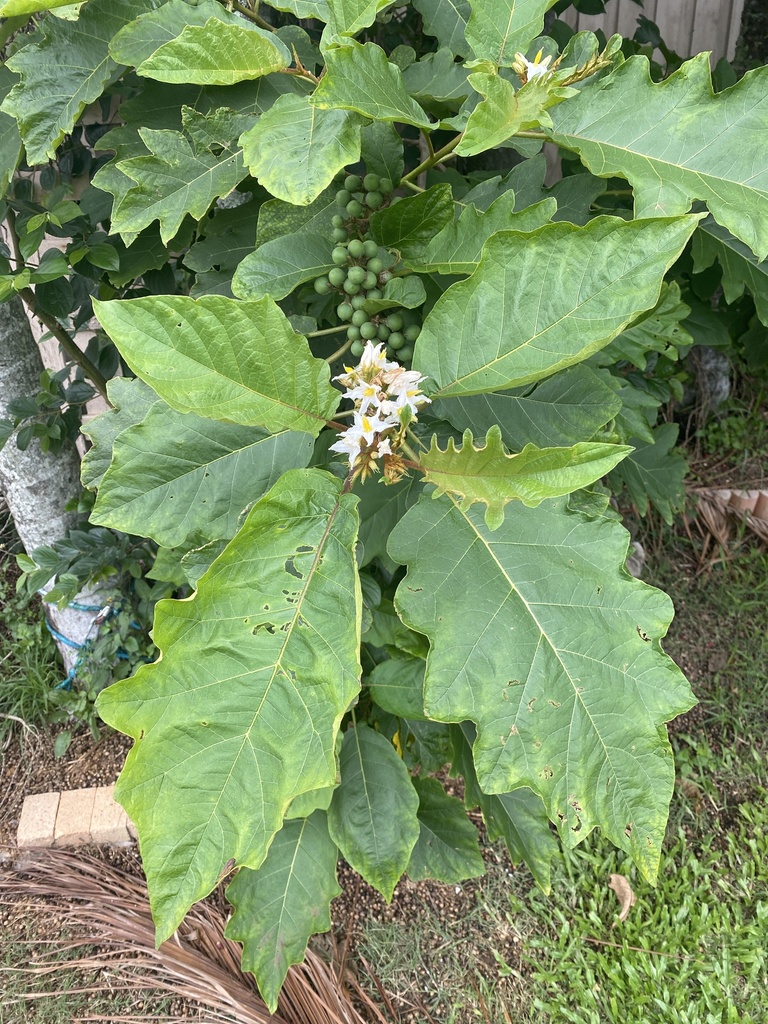 giant devil's-fig (Solanum chrysotrichum) - Botanical Realm