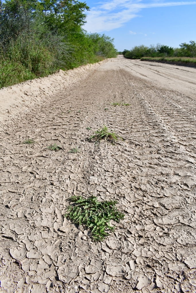 Prostrate milkweed in December 2021 by Joey Santore. Eleventh ...