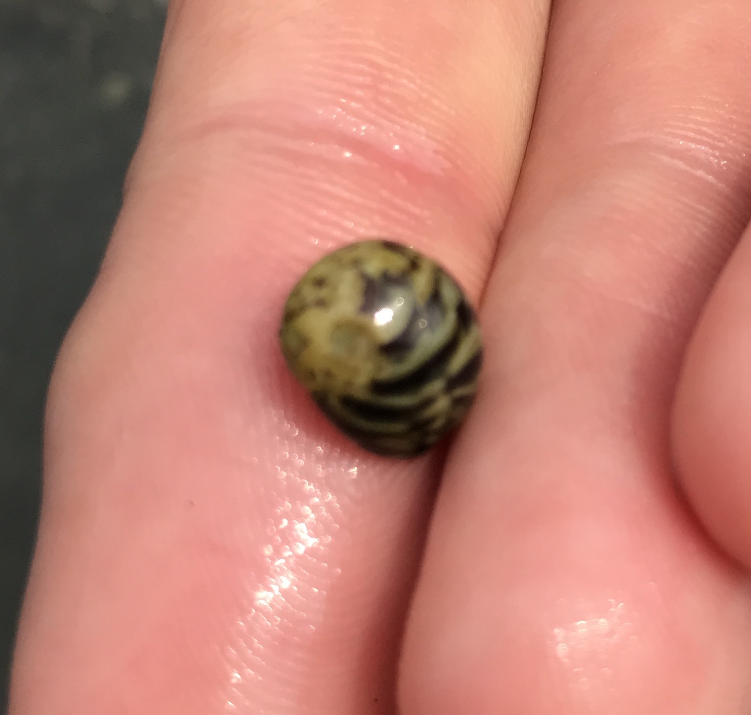 Clithon oualaniense (Lesson, 1831)