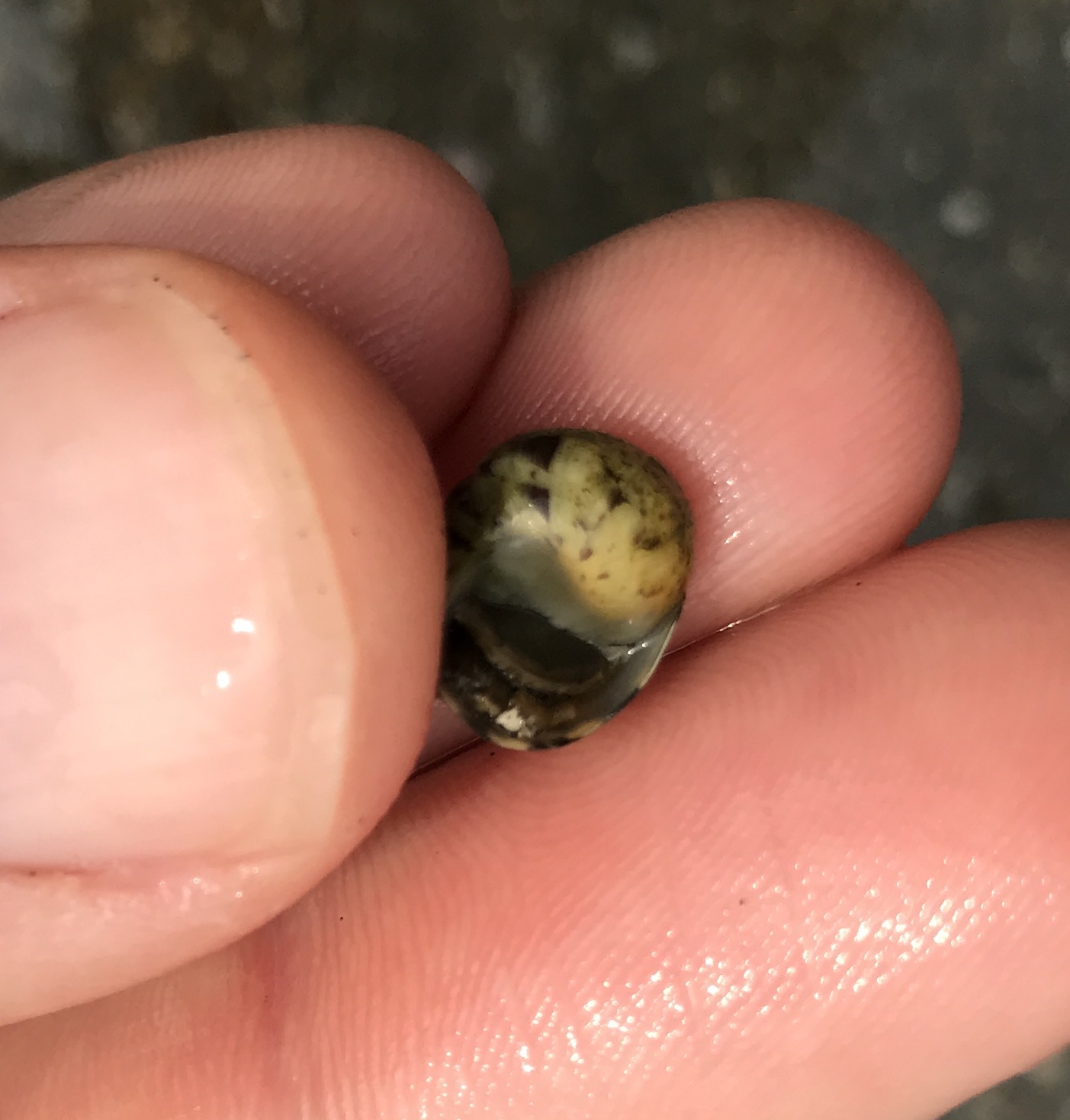 Clithon oualaniense (Lesson, 1831)