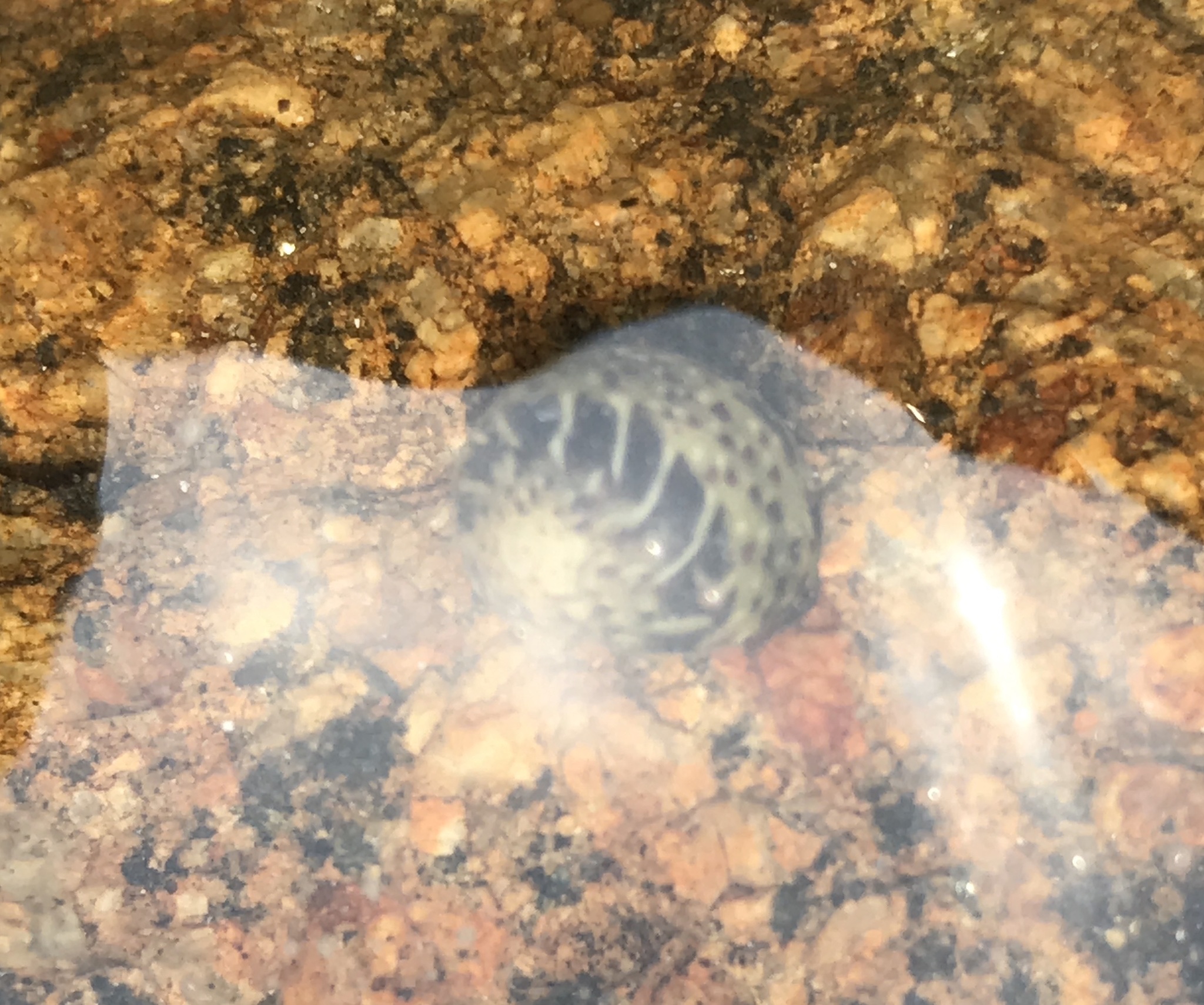 Clithon oualaniense (Lesson, 1831)