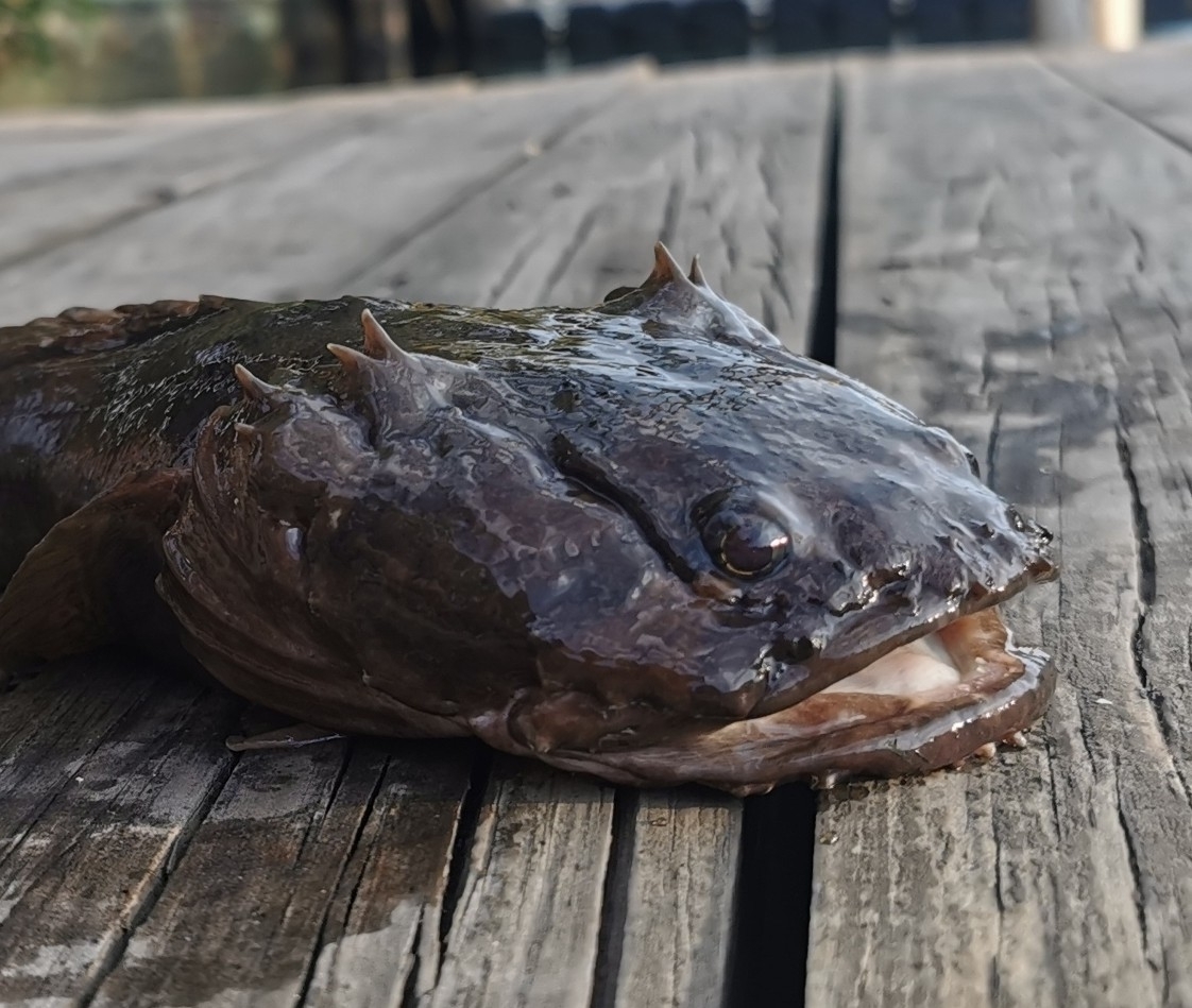 Batrachoides Lacepède, 1800