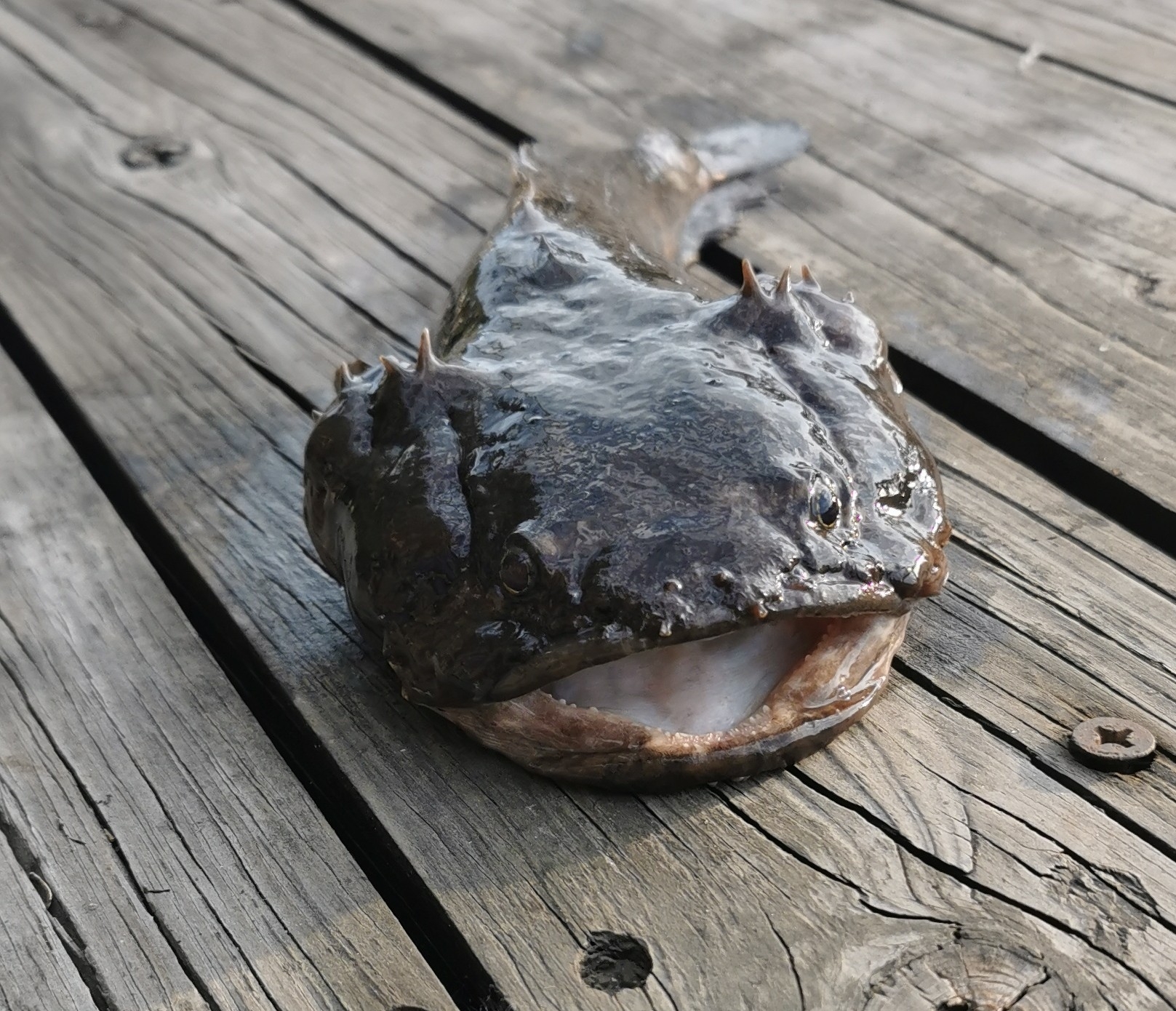 Batrachoides Lacepède, 1800