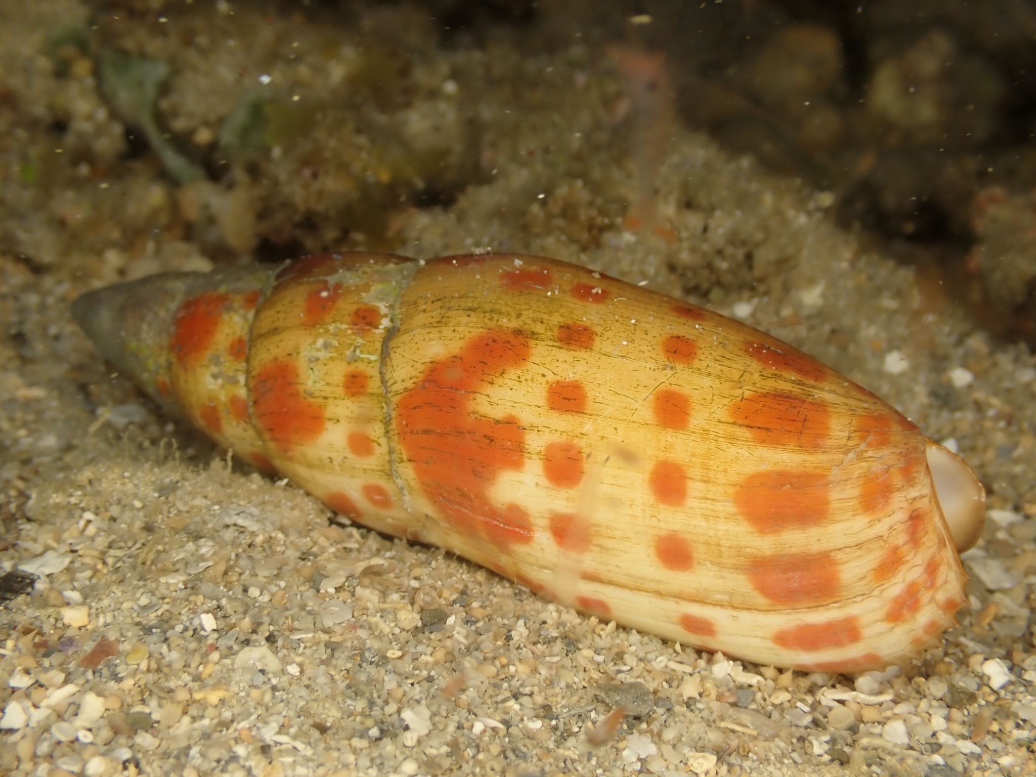 Mitra mitra (Linnaeus, 1758)